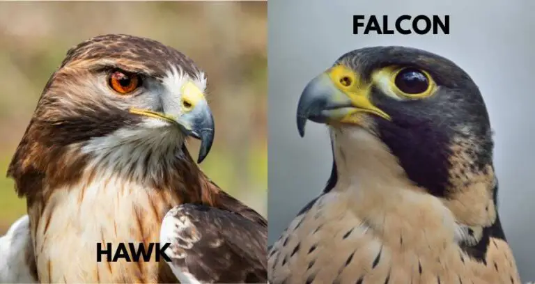Hawk vs Falcon: Key Differences You Should Know
