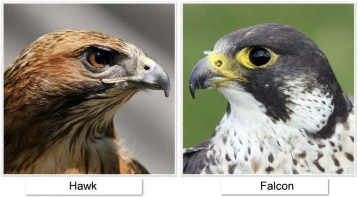 🥇 Difference Between Falcon And Hawk【 2021 】Identification