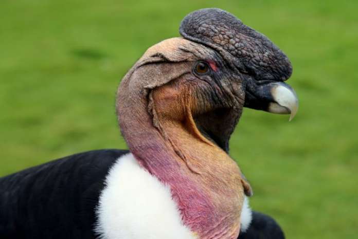 #10 Amazing Facts About The Andean Condor ( 2024 )