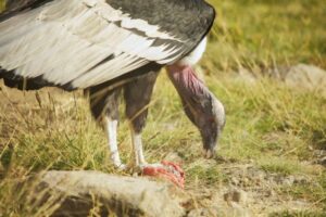 #10 Amazing Facts About The Andean Condor ( 2024 )