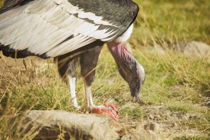 #10 Amazing Facts About The Andean Condor ( 2024 )