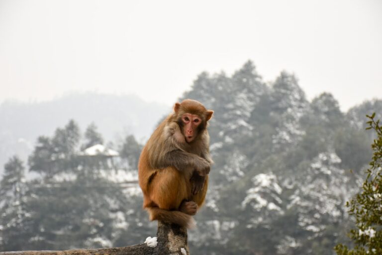 Monkey Mind Calming With Meditation, How Does It Work? 【 2021