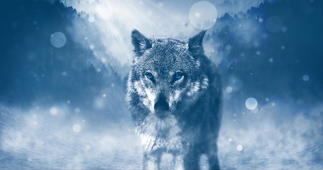 What Is The Meaning Of Wolf Symbolism In The Bible?