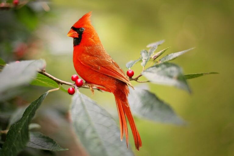 Red Cardinal Biblical Meaning - Symbolism, faith & spiritually